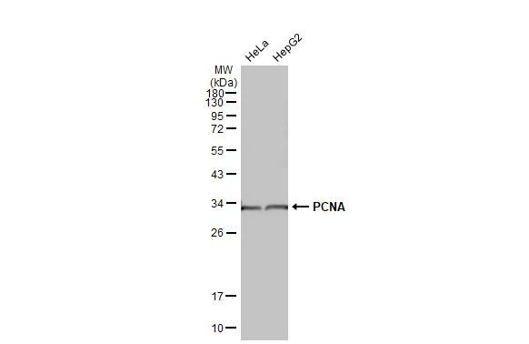 PCNA Recombinant Monoclonal Antibody (HL1966) (MA5-47240)