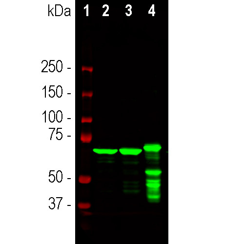 NEFL Monoclonal Antibody (1B11) (MA5-47382)