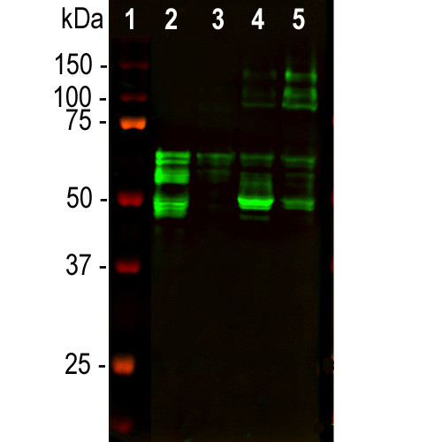 Tau Monoclonal Antibody (5B10) (MA5-47442)