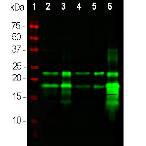 MBP Monoclonal Antibody (7D2) (MA5-47468)