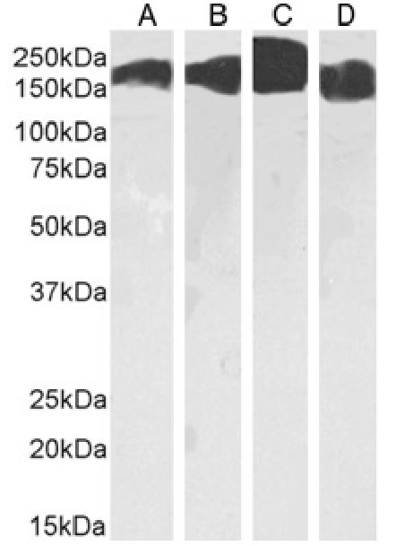 CD171 (L1CAM) Recombinant Monoclonal Antibody (L1-14.10) (MA5-48243)