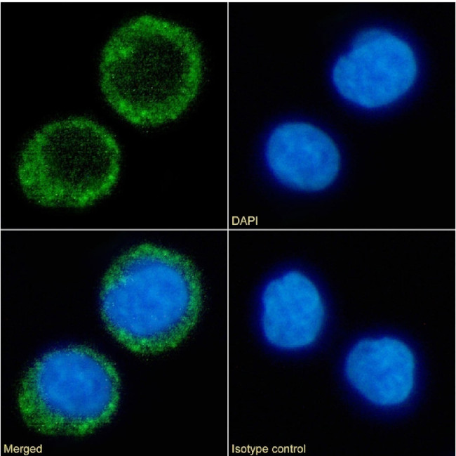 CD38 Chimeric Recombinant Monoclonal Antibody (OKT10) (MA5-48346)