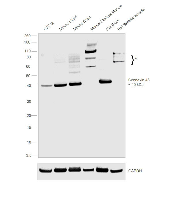 Connexin 43 Recombinant Monoclonal Antibody (PSH0-32) (MA5-49139)