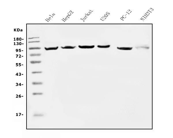 EEF2 Monoclonal Antibody (5F5) (MA5-49171)