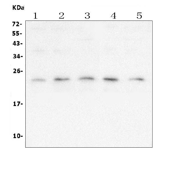 TFAM Monoclonal Antibody (4D9) (MA5-49183)