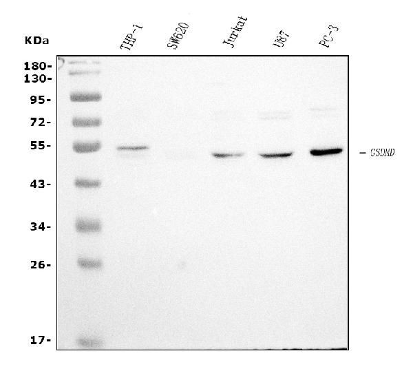 GSDMD Monoclonal Antibody (6D11) (MA5-49242)