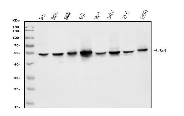 DDX6 Monoclonal Antibody (8G6) (MA5-49268)