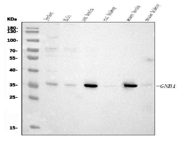 GNB1 Monoclonal Antibody (11F9) (MA5-49277)