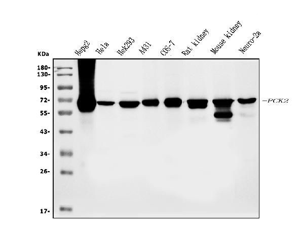 PCK2 Monoclonal Antibody (3F7) (MA5-49278)