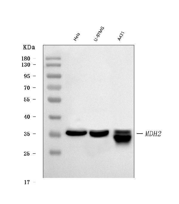 MDH2 Monoclonal Antibody (5D8C1) (MA5-49280)