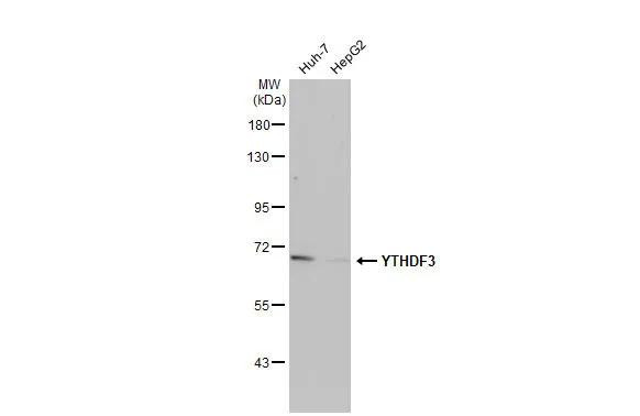 YTHDF3 Recombinant Monoclonal Antibody (HL2235) (MA5-50449)