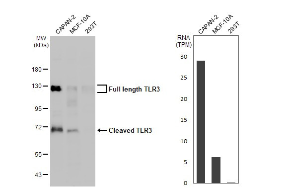 TLR3 Recombinant Monoclonal Antibody (HL2314) (MA5-50488)