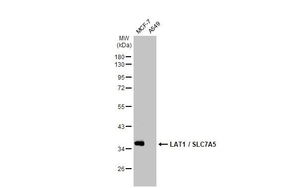 SLC7A5 Recombinant Monoclonal Antibody (HL2353) (MA5-50500)