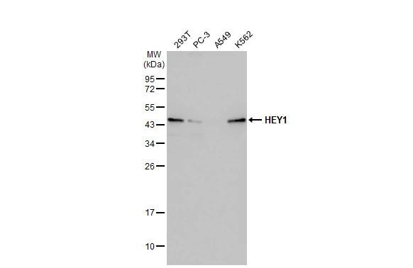 HEY1 Recombinant Monoclonal Antibody (HL2367) (MA5-50506)
