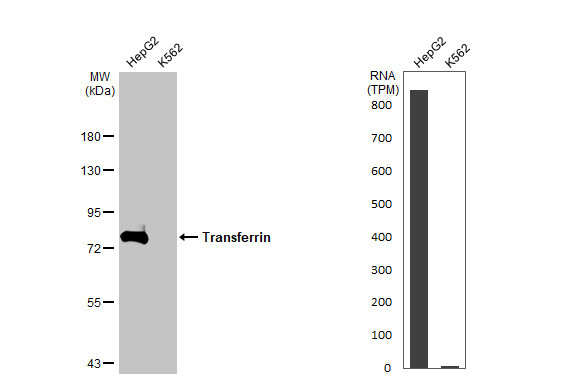 Transferrin Recombinant Monoclonal Antibody (HL2429) (MA5-50528)