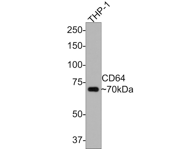 CD64 Monoclonal Antibody (A7E4) (MA5-50557)