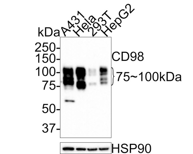 CD98 Monoclonal Antibody (A9D8) (MA5-50623)