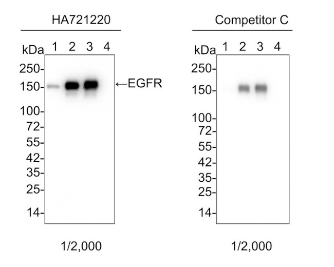 EGFR Recombinant Monoclonal Antibody (PD00-75) (MA5-50743)