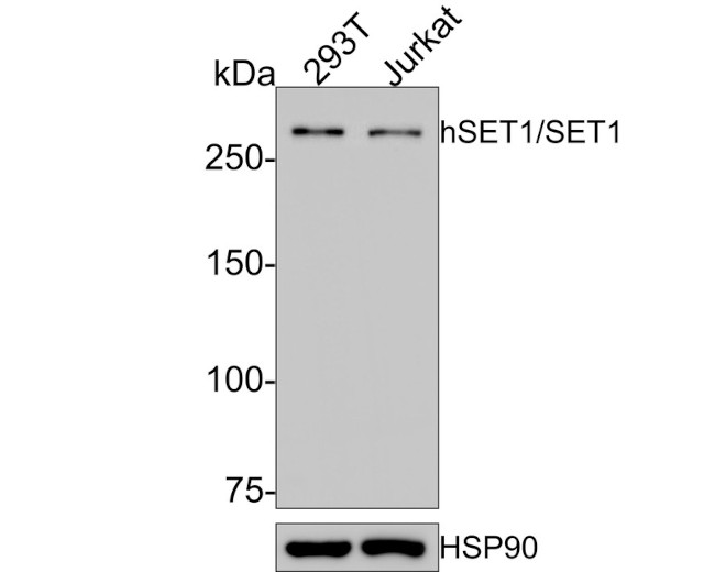 SETD1A Recombinant Monoclonal Antibody (PH00-01) (MA5-50746)