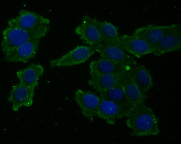 Kir2.1 (KCNJ2) Recombinant Monoclonal Antibody (JE54-56) (MA5-50748)