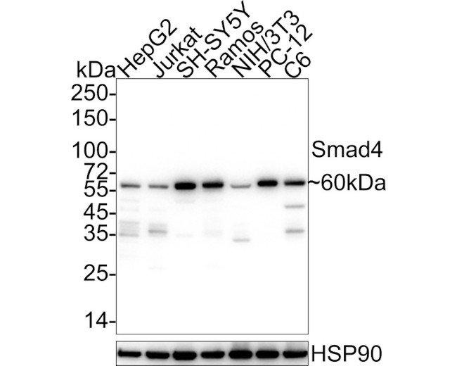 SMAD4 Recombinant Monoclonal Antibody (PD01-37) (MA5-50750)