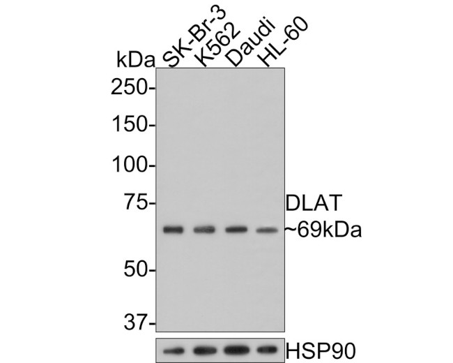 DLAT Recombinant Monoclonal Antibody (JE34-38) (MA5-50773)
