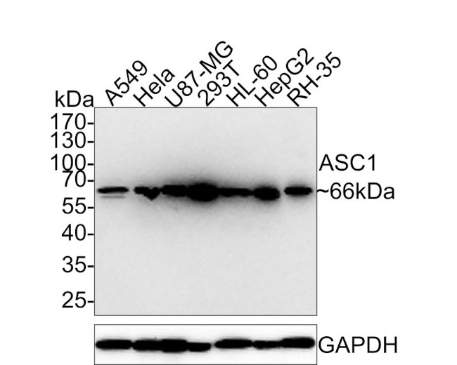 ASC1 Recombinant Monoclonal Antibody (PSH0-26) (MA5-50797)