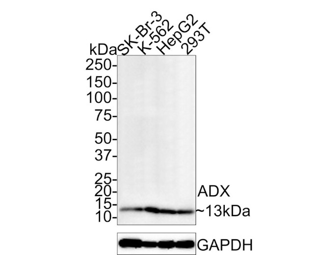 FDX1 Recombinant Monoclonal Antibody (JE63-56) (MA5-50817)