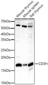 CD3z Recombinant Monoclonal Antibody (4U6D8) (MA5-51420)