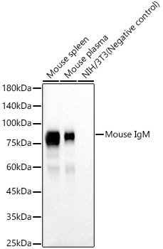 Mouse IgM Recombinant Monoclonal Antibody (1W5Y9) (MA5-51468)