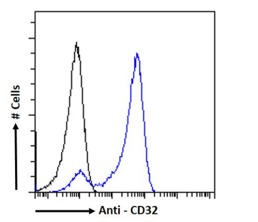 CD32 Recombinant Monoclonal Antibody (MDE-8) (MA5-51905)
