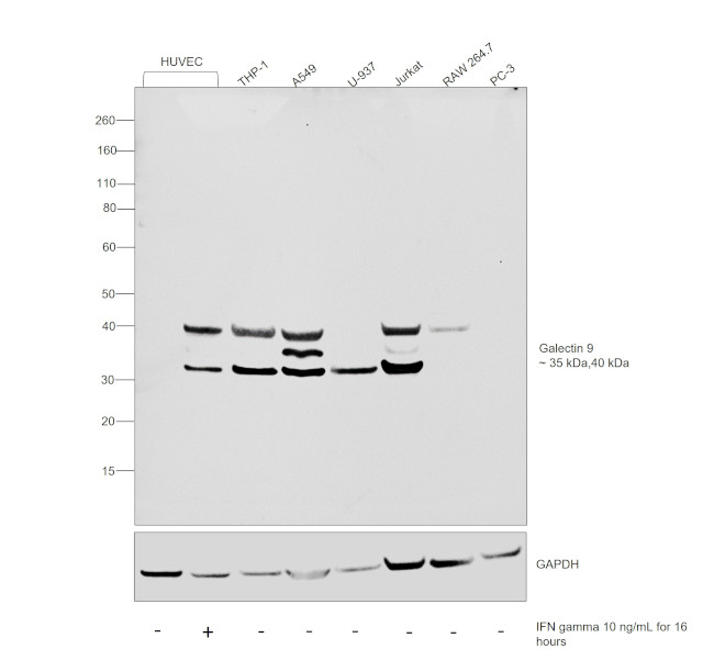 Galectin 9 Recombinant Monoclonal Antibody (PSH02-45) (MA5-52081)