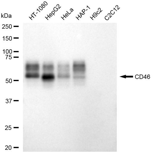 CD46 Recombinant Monoclonal Antibody (23GB5720) (MA5-54000)
