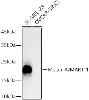Melan-A Recombinant Monoclonal Antibody (6V8D6) (MA5-58028)