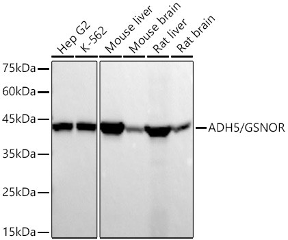 ADH5 Recombinant Monoclonal Antibody (1O4C2) (MA5-58048)