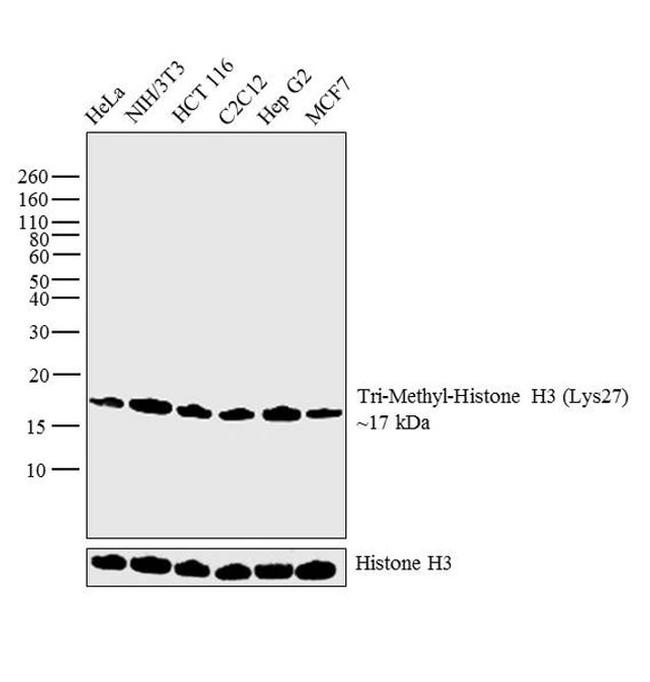 H3K27me3 Monoclonal Antibody (G.299.10), ChIP-Verified (MA5-11198)