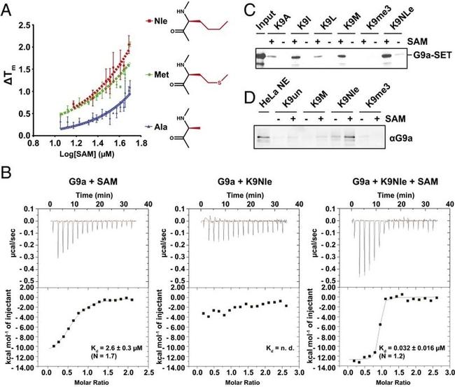 EHMT2 Antibody (MA5-14880)