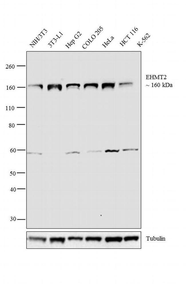 EHMT2 Antibody (MA5-14880)