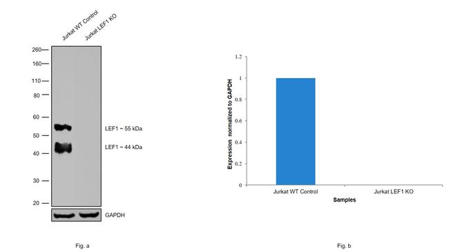 LEF1 Antibody (MA5-14966)