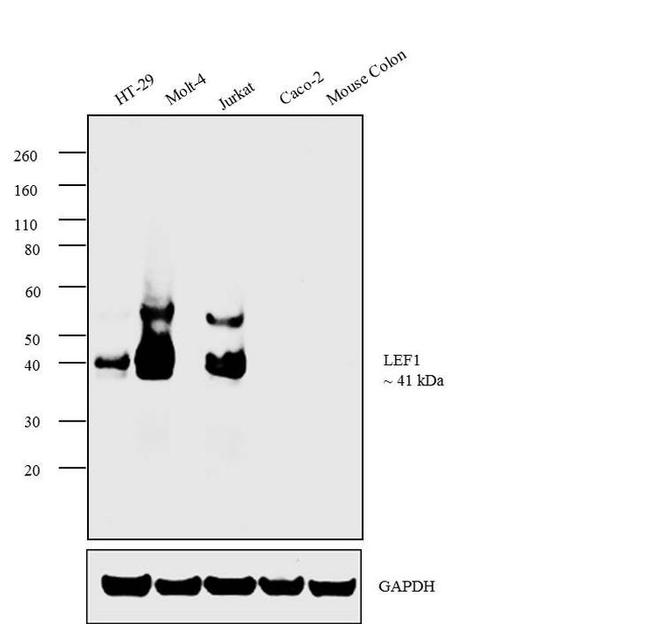 LEF1 Monoclonal Antibody (E.281.8) (MA5-14966)