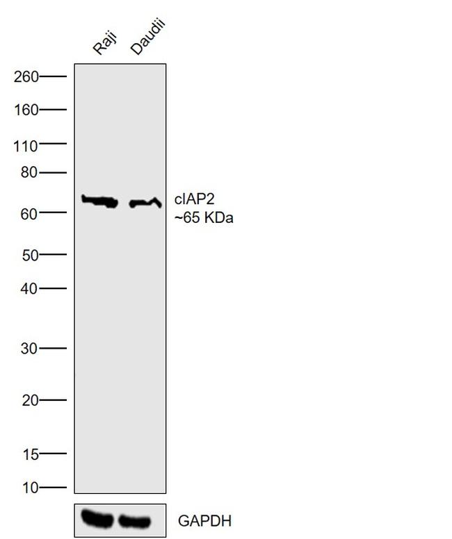 cIAP2 Antibody (MA5-14997)