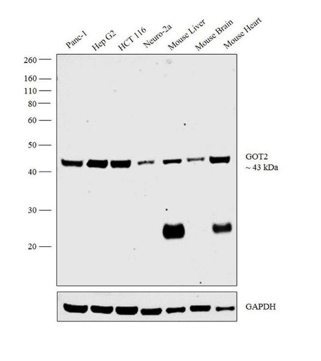 GOT2 Monoclonal Antibody (3E9) (MA5-15595)