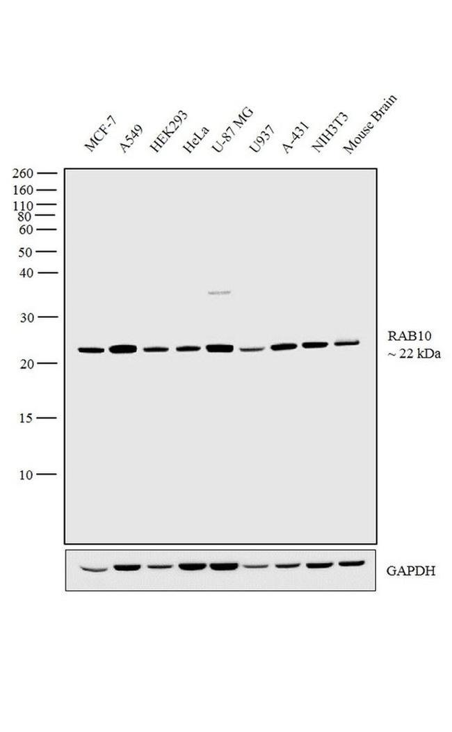 RAB10 Monoclonal Antibody (4E2) (MA5-15670)