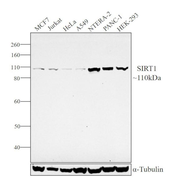 SIRT1 Monoclonal Antibody (1F3) (MA5-15677)