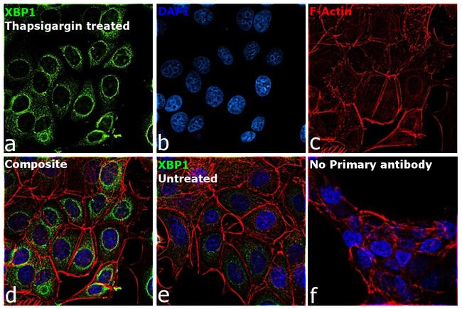 XBP1 Antibody (MA5-15768)