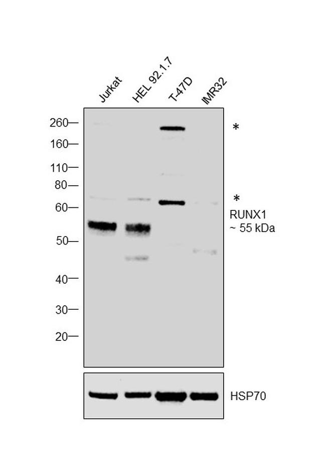 RUNX1 Monoclonal Antibody (5A1) (MA5-15814)