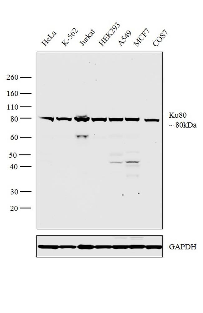 Ku80 Monoclonal Antibody (5C5) (MA5-15873)