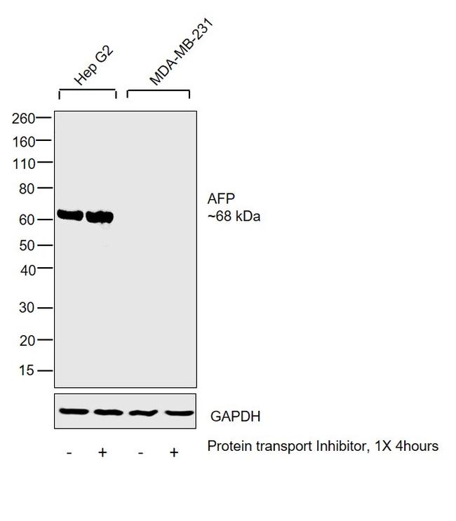 AFP Antibody (MA5-16321)