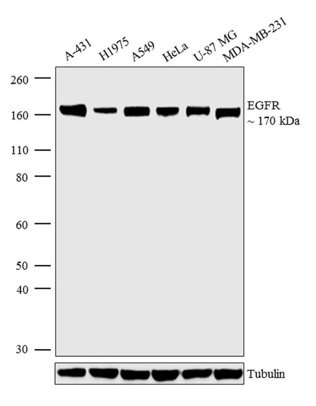 EGFR Antibody (MA5-16360)