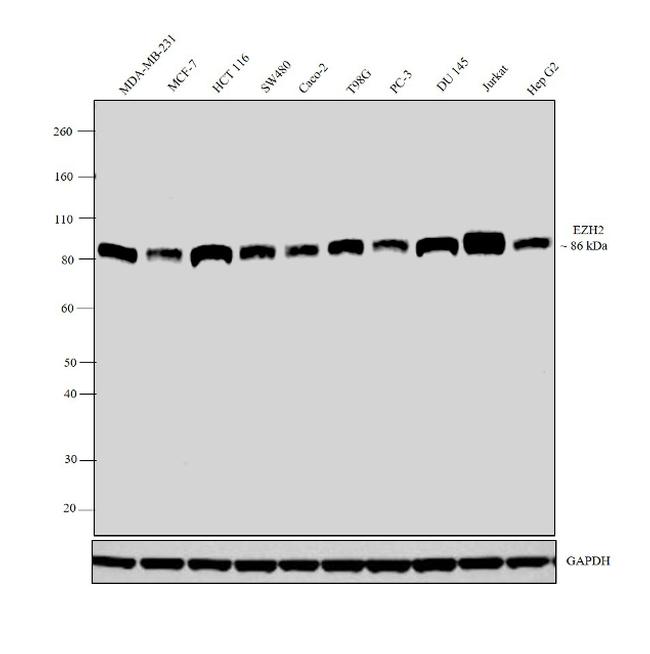 EZH2 Monoclonal Antibody (144CT2.1.1.5) (MA5-18108)